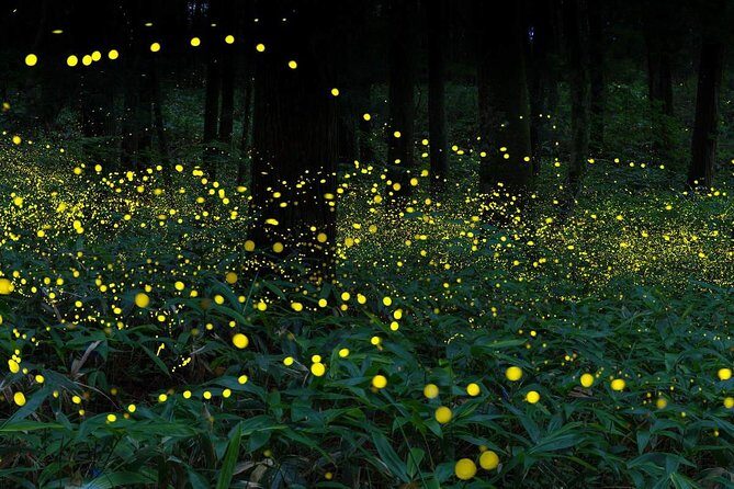 Kuala Selangor Fireflies Tour with Fort Altingsburg & Dinner - Exploring Kuala Selangor: Nature and History