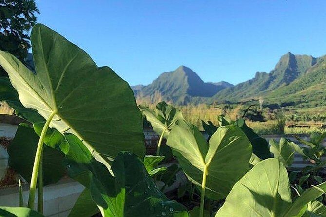 Kualoa Ranch - Kualoa Grown Tour - What We Loved About the Tour