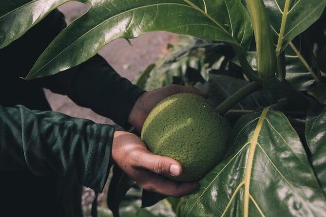 Kualoa Ranch - Kualoa Grown Tour - Final Thoughts