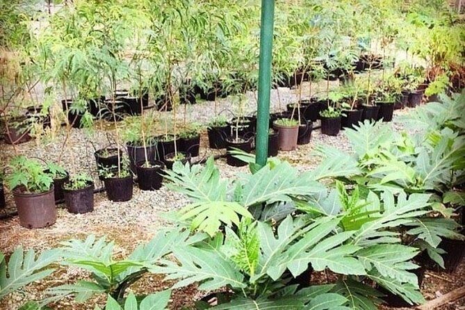 Kualoa Ranch - Kualoa Grown Tour - FAQ