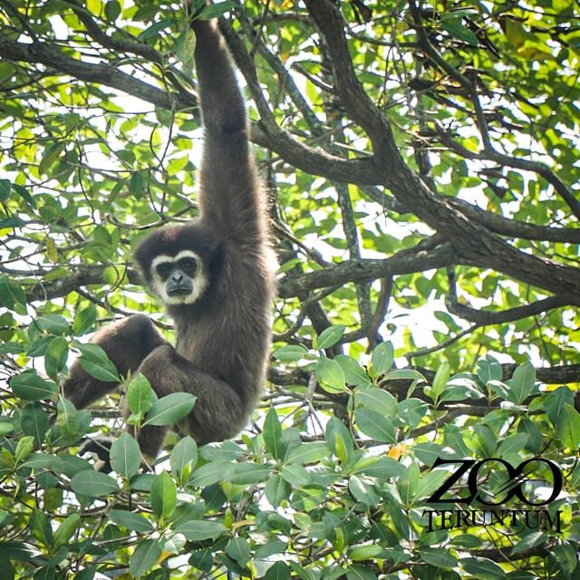 Kuantan: Zoo Teruntum Ticket - FAQ