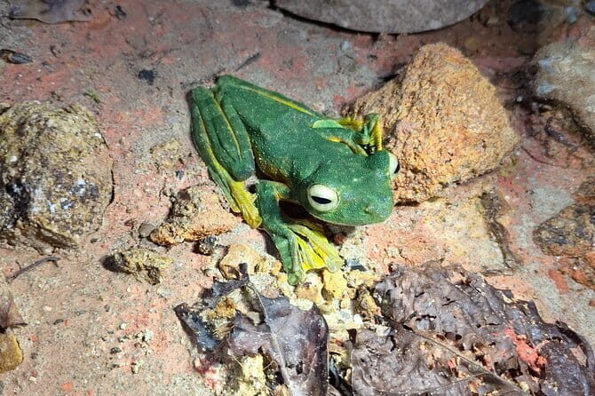 Kubah's Nocturnal Wonders Nighttime Frog Safari - Exploring Kubah’s Nocturnal Wonders Nighttime Frog Safari