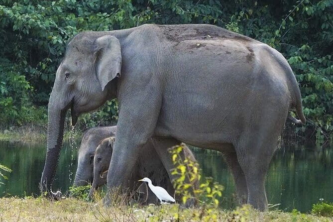 Kui Buri Wildlife Park & Community Living Beside Elephants - The Sum Up