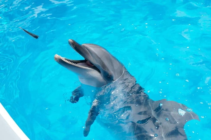 Kujukushima: Aquarium Umikirara Admission Ticket - Key Points
