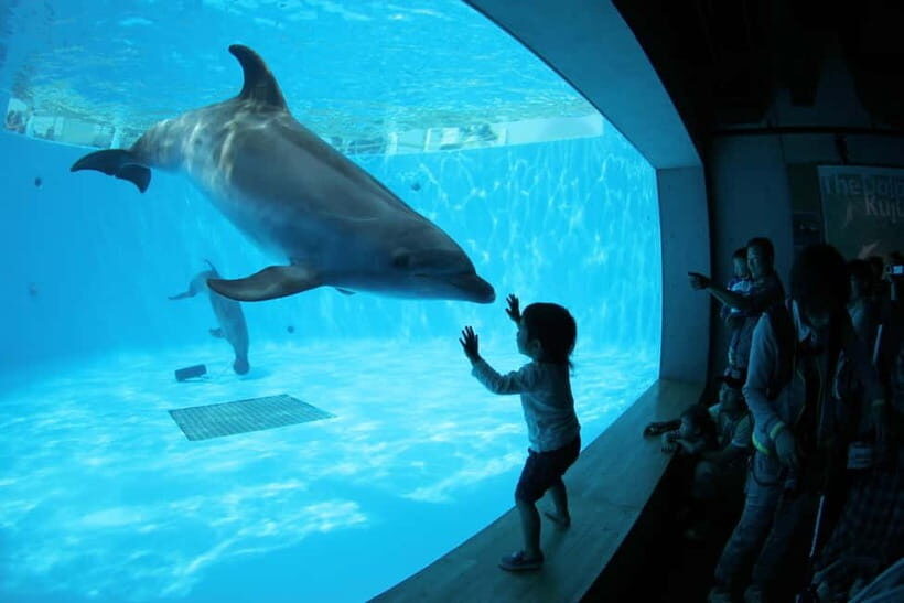 Kujukushima: Aquarium Umikirara Admission Ticket - Final Thoughts
