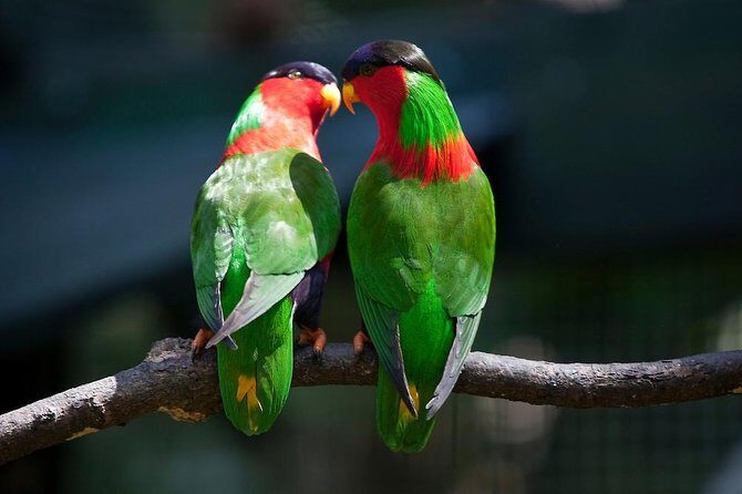 Kula Eco Bird Park ,Momi Gun Site And Market Tour Ex Marriott and Denarau resort - Discovering Fiji’s Hidden Corners: Kula Eco Bird Park, Momi Gun Site, and Market Tour