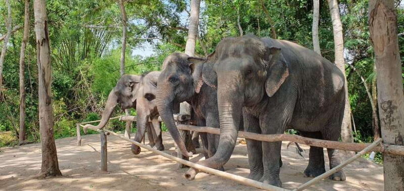 Kulen Elephant Forest and Banteay Srei Temple Tour - Who Should Consider This Tour?
