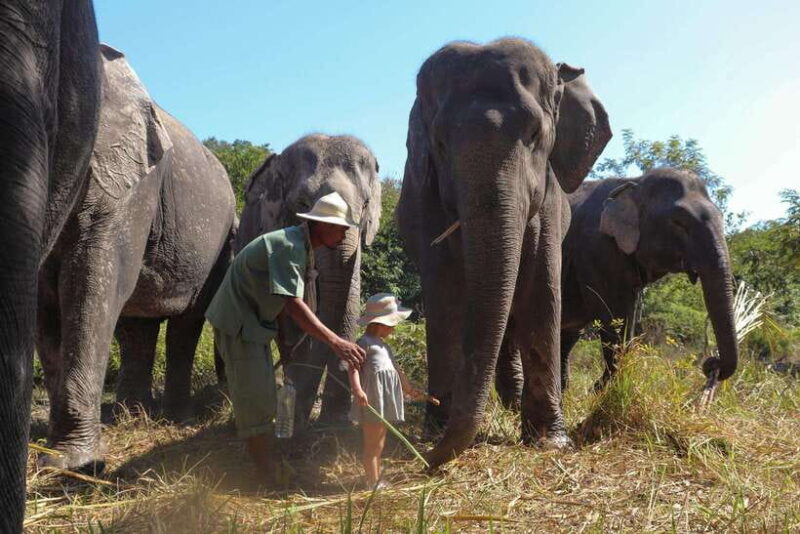 Kulen Elephant Forest Siem Reap in Small Group - Authentic Experiences and Real Reviews