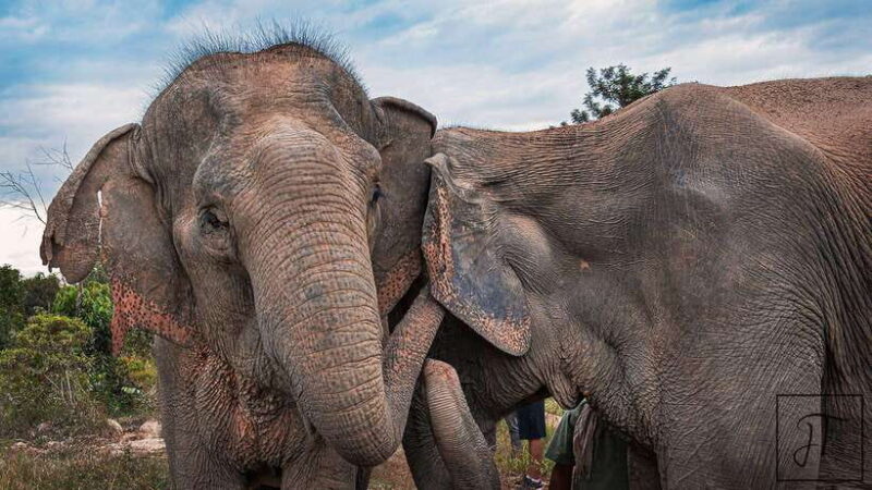 Kulen Elephant Forest Siem Reap in Small Group - Final Words: Who Will Love This?
