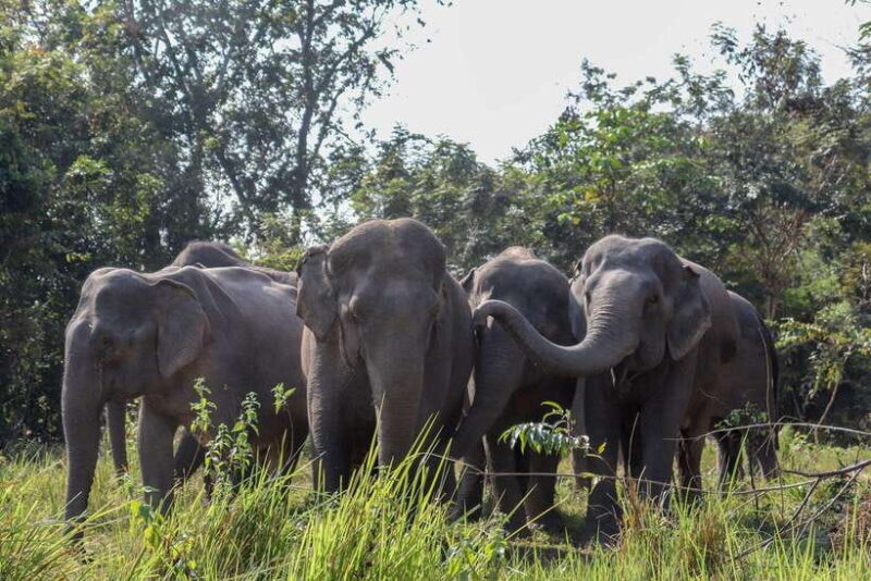 Kulen Elephant Forest & Tonlesap Lake - Who Is This Tour Perfect For?