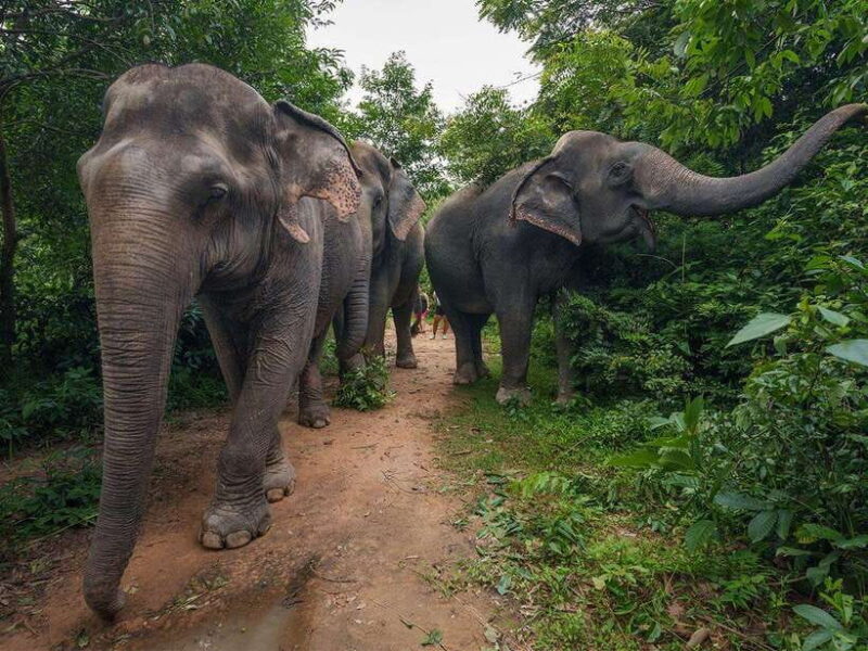 Kulen Elephant Forest Tour with Hotel Pick-up & Drop off - What Makes This Tour Stand Out