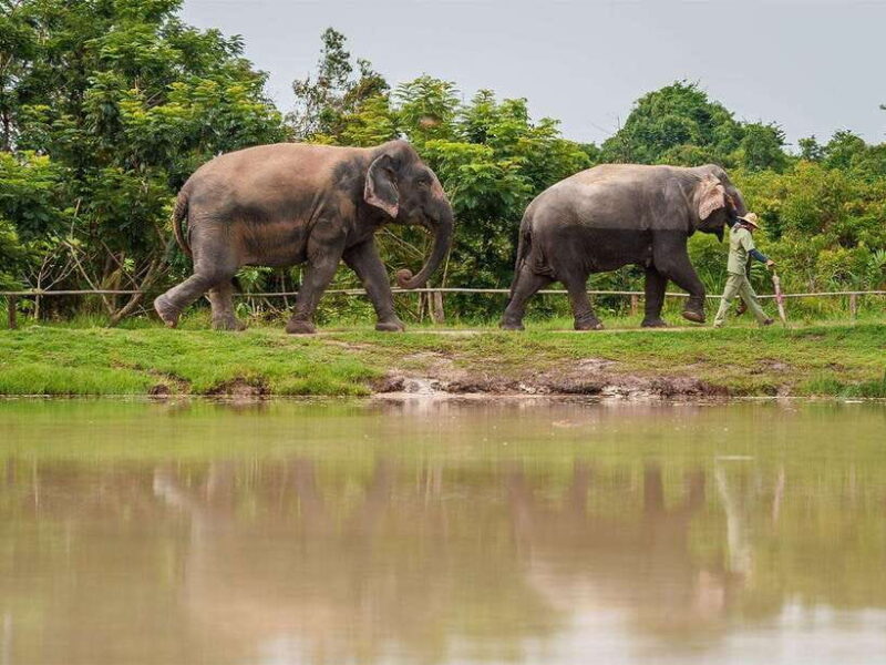 Kulen Elephant Forest Tour with Hotel Pick-up & Drop off - Practical Tips for Travelers