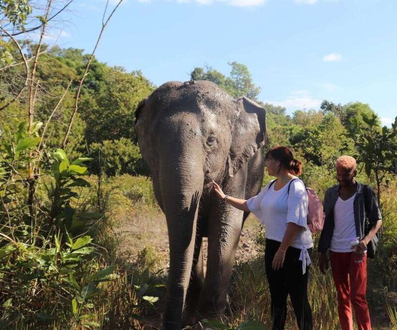 Kulen Mountain Day Trip with Picnic & Kulen Elephant Forest - The Experience: Practicalities and Value