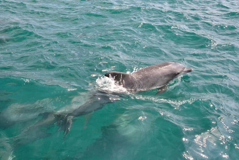 Kumamoto: Dolphin Watching and Zipline Experience Tour - An Honest Look at the Kumamoto Dolphin & Zipline Tour