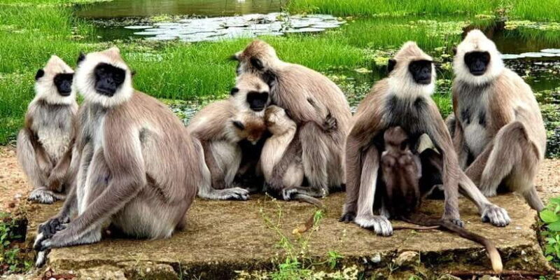 Kumana National Park : Full Day Safari (05:00 am - 06:00 pm) - What Makes This Tour Special?