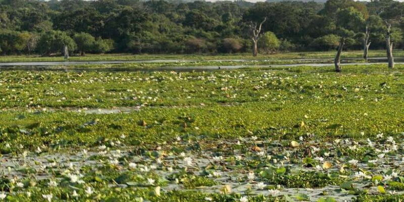 Kumana National Park : Full Day Safari (05:00 am - 06:00 pm) - The Value Proposition