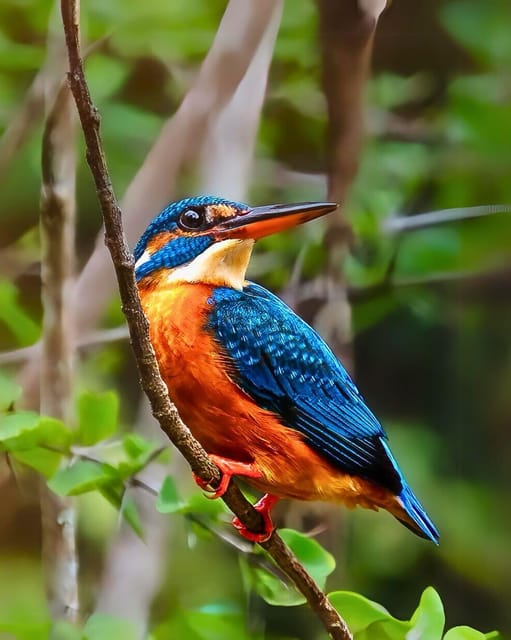 Kumana National Park : Full Day Safari (05:00 am - 06:00 pm) - Who Will Love This Tour?