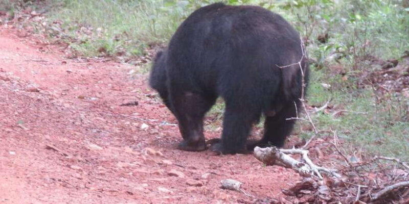 Kumana National Park : Full Day Safari (05:00 am - 06:00 pm) - Final Thoughts