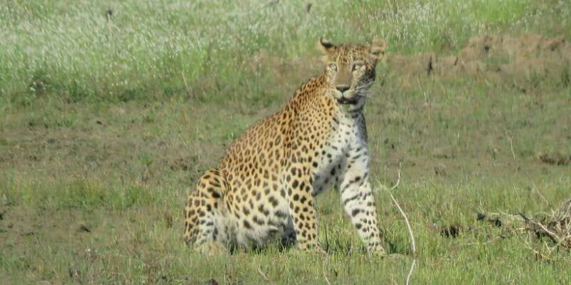 Kumana National Park : Full Day Safari (05:00 am - 06:00 pm) - FAQ