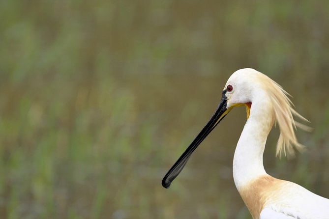 Kumana National park Full day safari - What Travelers Say