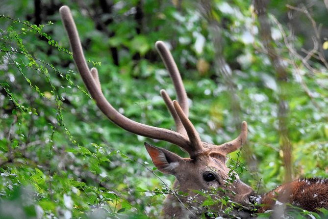 Kumana National park Full day safari - The Value for Your Money