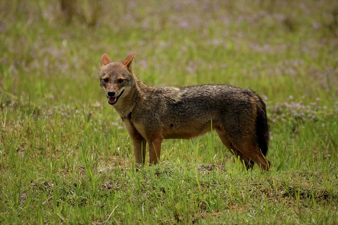 Kumana National park Full day safari - Who Is This Tour Best For?