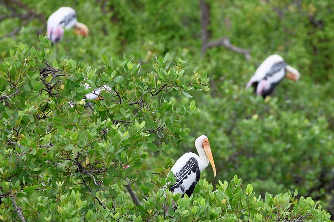 Kumana National park Full day safari - The Sum Up