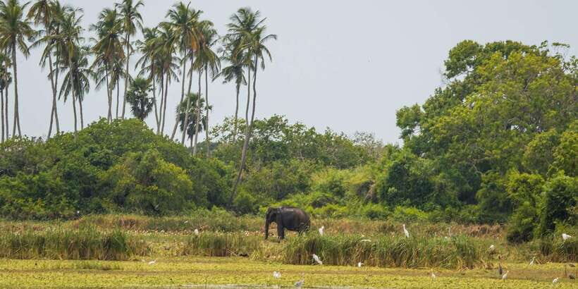 Kumana National Park Half day Jeep safari Morning/Afternoon - Key Points