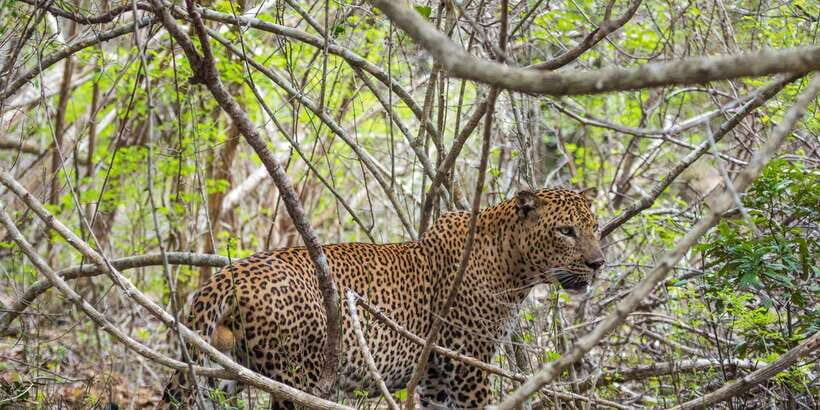Kumana National Park Half day Jeep safari Morning/Afternoon - A Closer Look at the Safari Experience