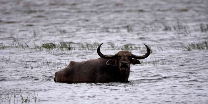 Kumana National Park Half day Jeep safari Morning/Afternoon - The Sum Up