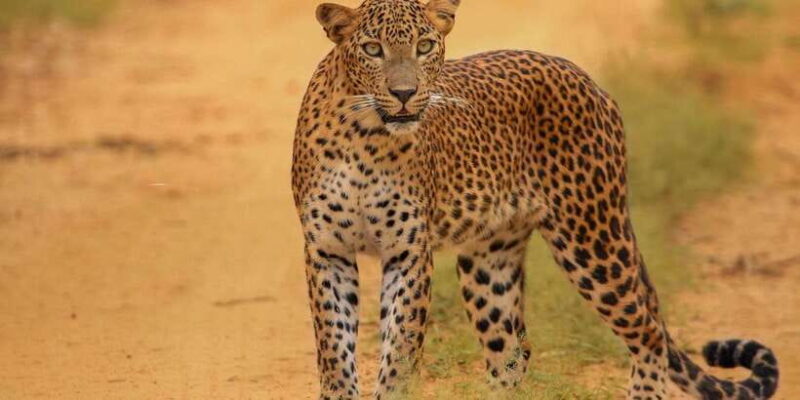 Kumana National Park Half day Jeep safari - Introduction