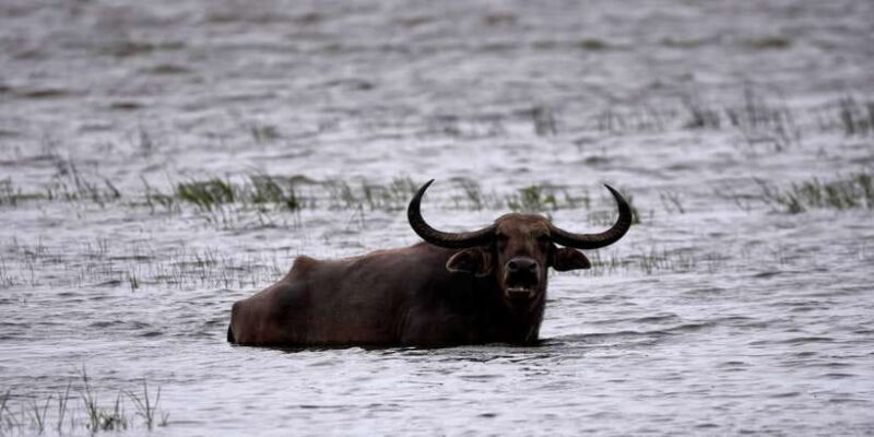 Kumana National Park Half day Jeep safari - Detailed Itinerary Breakdown