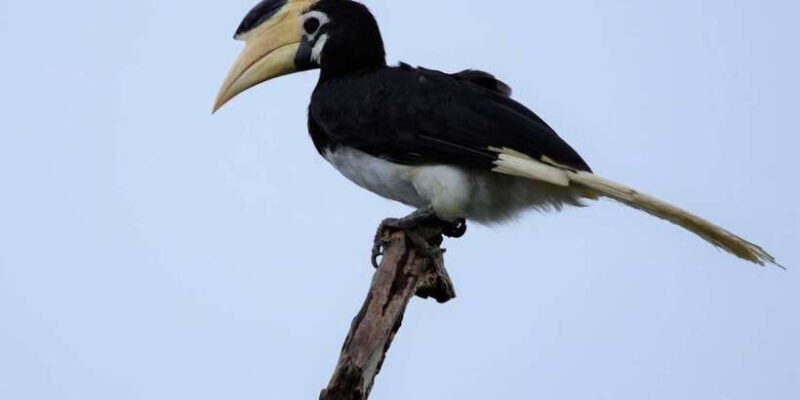 Kumana National Park Half day Jeep safari - The Practicalities