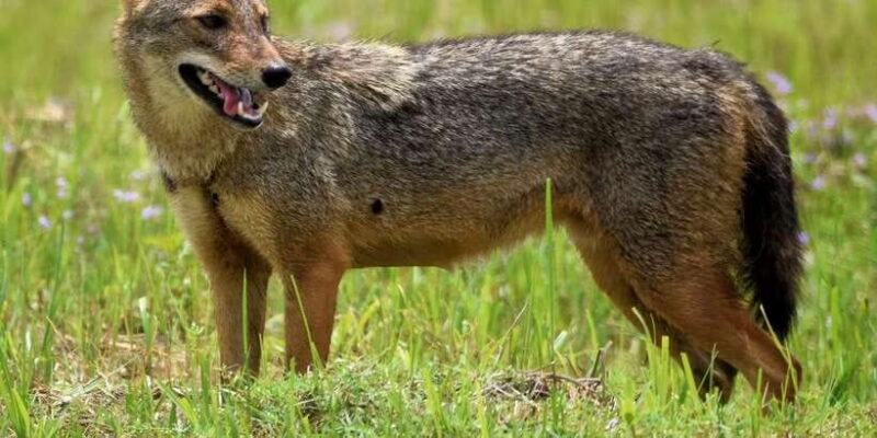 Kumana National Park Half day Jeep safari - The Sum Up