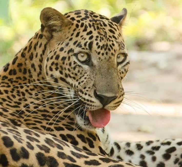 Kumana National Park Leopard Safari PRIVATE Tour - In-Depth Look at the Tour Experience