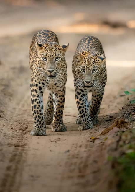 Kumana National Park Leopard Safari PRIVATE Tour - Value and Booking Considerations