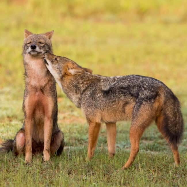 Kumana National Park Leopard Safari PRIVATE Tour - Practical Tips for Travelers