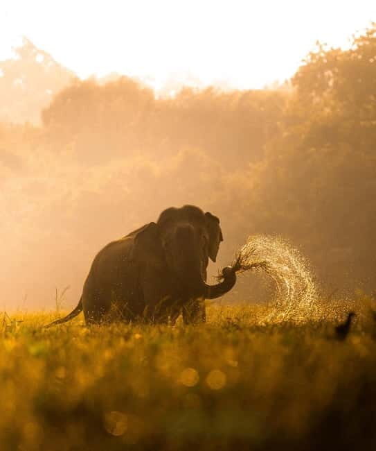 Kumana National Park Leopard Safari PRIVATE Tour - The Authentic Experience