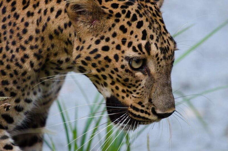 Kumana National Park Leopard Safari PRIVATE Tour - Practical Details and Logistics