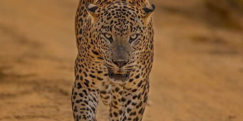 Kumana National Park : Morning or Afternoon Safari (6 h) - The Itinerary: What You Can Expect