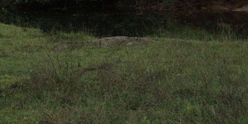 Kumana National Park : Morning or Afternoon Safari (6 h) - An In-Depth Look at the Wildlife and Scenery