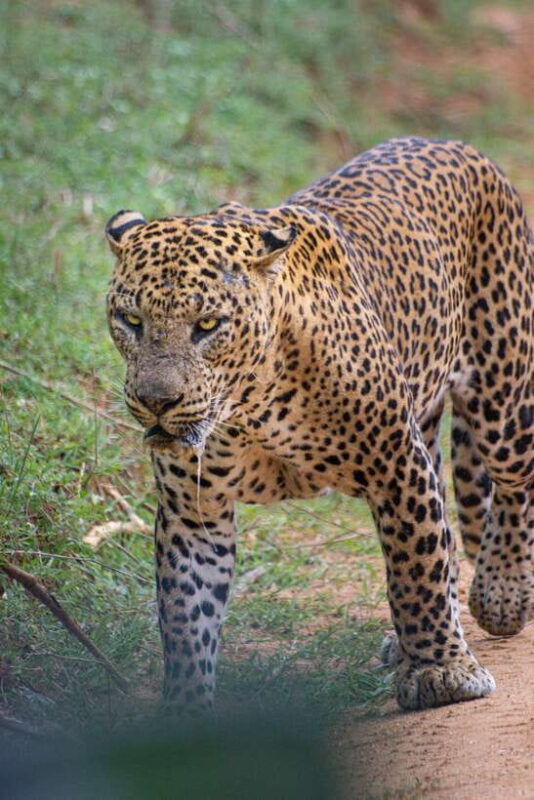 Kumana National Park : Morning or Afternoon Safari Tour - Key Points