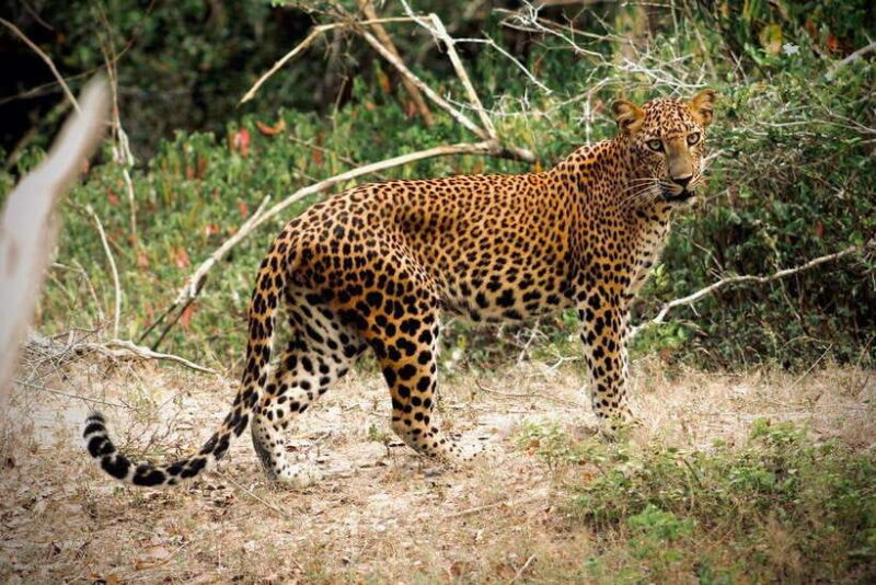 Kumana National Park : Private Half-Day Jeep Safari - Key Points