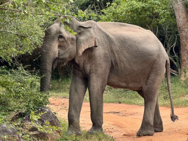 Kumana National Park : Private Half-Day Jeep Safari - What You Can Expect from the Logistics