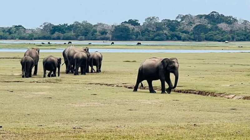 Kumana National Park : Private Half-Day Jeep Safari - Final Thoughts: Is This Tour Worth Your Time?