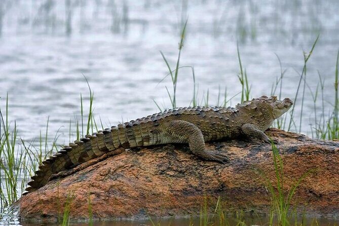 Kumana National Park Private Safari - Introduction: A Birdwatcher’s Paradise and More
