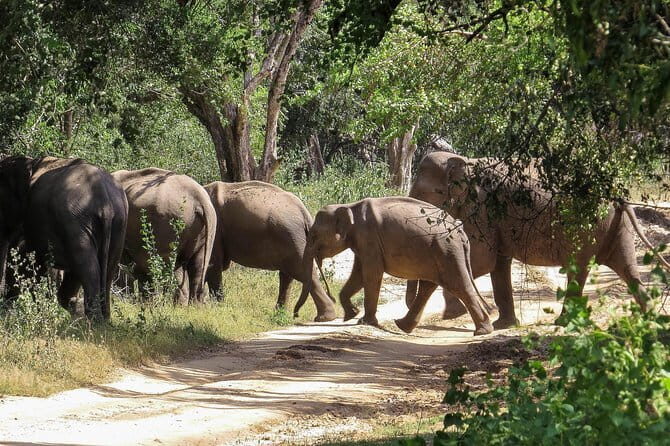 Kumana National Park Private Safari - A Closer Look at the Safari Experience