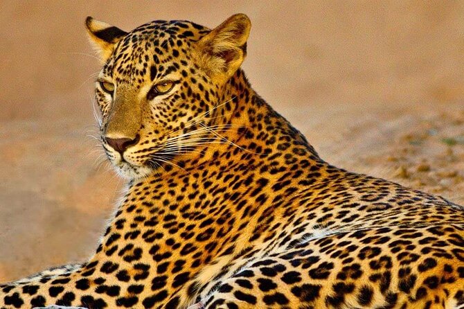 Kumana National Park Safari | from Arugam Bay - Kumana National Park Safari | from Arugam Bay