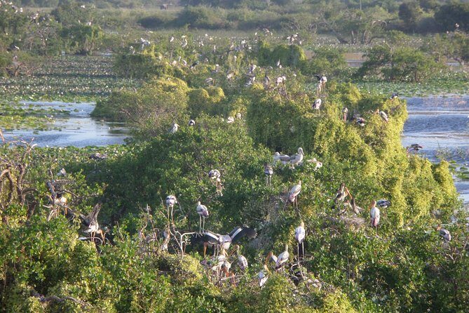Kumana National Park Wildlife Safari - A Detailed Look at the Kumana National Park Wildlife Safari