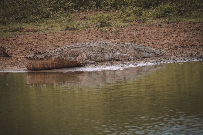 Kumana Safari Drive from Arugam Bay - Discovering the Magic of Kumana